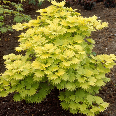 Acer Aureum - Golden Foliage, Outdoor Plant, Ideal for Gardens, Compact ...
