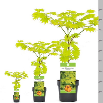 Acer Aureum - Golden Foliage, Outdoor Plant, Ideal for Gardens, Compact ...