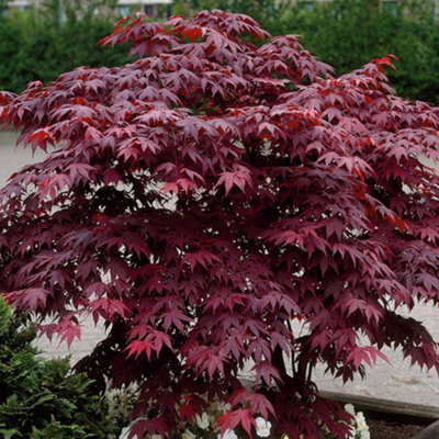 Acer Bloodgood - Deep Red Foliage, Outdoor Plant, Ideal for Gardens ...