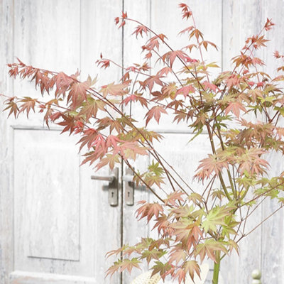 Acer Brown Sugar - Compact Japanese Maple, Ornamental Tree (20-30cm ...