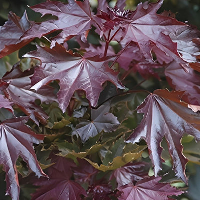 Acer Crimson Sentry Maple Tree 5-6ft Tall Supplied in a 7.5 Litre Pot
