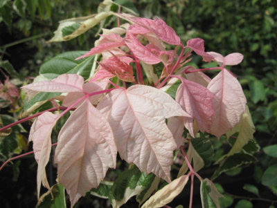 Acer Flamingo Tree Pink White Variegated Leaves 4ft Tall | DIY at B&Q