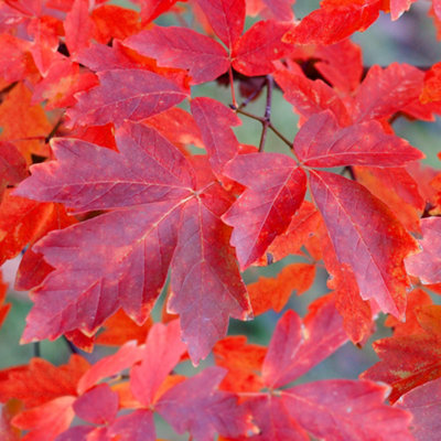 Acer Griseum Tree - Paperbark Maple, Compact Size, Hardy (5-6ft)