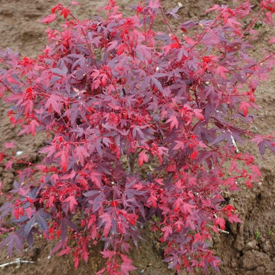Acer Hime-Shojo - Dwarf Japanese Maple, Ornamental Tree (20-30cm Height ...