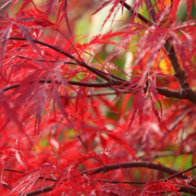 Acer Inaba-Shidare - Cascading Red Foliage, Outdoor Plant, Ideal for ...