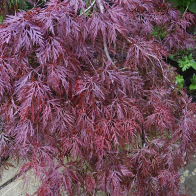Acer Inaba-Shidare - Cascading Red Foliage, Outdoor Plant, Ideal for ...