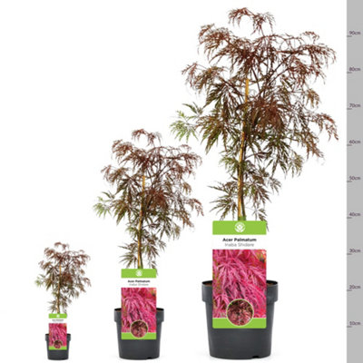 Acer Inaba-Shidare - Cascading Red Foliage, Outdoor Plant, Ideal for ...