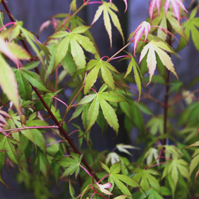 Acer Katsura - Beautiful Japanese Maple Tree for Breathtaking UK ...