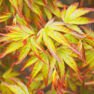 Acer Little Princess - Japanese Maple, Vibrant Foliage, Hardy (30-40cm ...