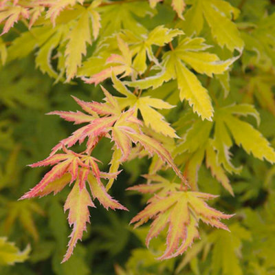 Acer Metamorphosa - Japanese Maple, Ornamental Tree (20-30cm Height ...