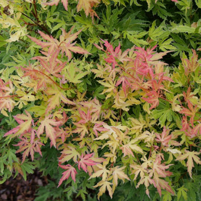 Acer Metamorphosa - Japanese Maple, Ornamental Tree (20-30cm Height ...