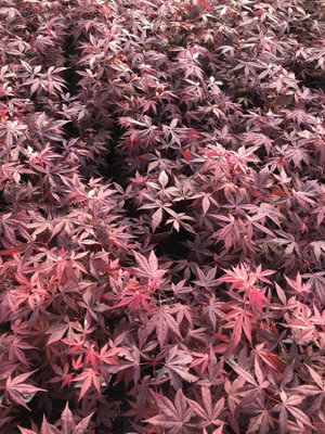 Acer Palmatum Atropurpureum Purple Japanese Maple Plant Extra Large 3 ...