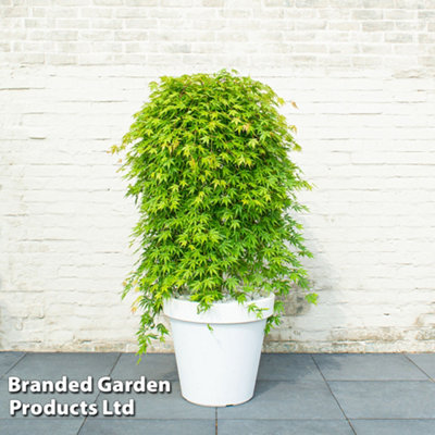 Acer palmatum Cascade Emerald 3 Litre Potted Plant x 1 - Weeping Acer ...