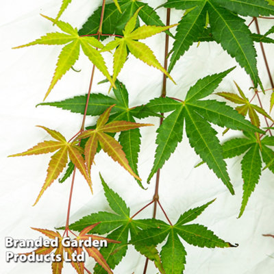 Acer palmatum Cascade Emerald 3 Litre Potted Plant x 1 - Weeping Acer