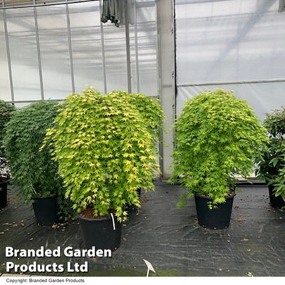 Acer palmatum Cascade Emerald 3 Litre Potted Plant x 1 - Weeping Acer