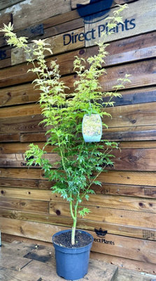 Acer Palmatum Orange Dream Large Japanese Maple Tree 120cm in a 7.5 ...
