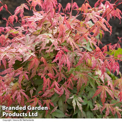 Acer palmatum Phoenix 9cm Pot x 1