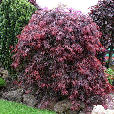 Acer palmatum Royal Garnet 9cm Potted Plant x 3