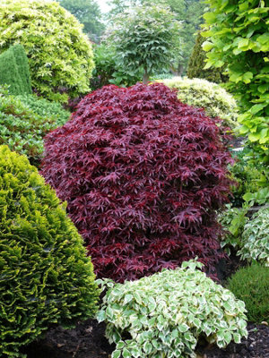 Acer Palmatum Shaina Japanese Maple Large Tree 4ft Supplied in a 5 ...