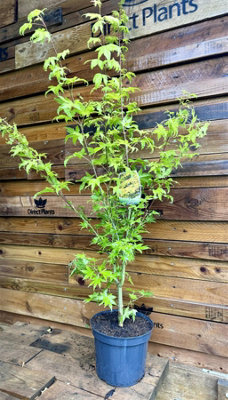 Acer Palmatum Summer Gold Extra Large Japanese Maple Tree 4-5ft in a 7. ...