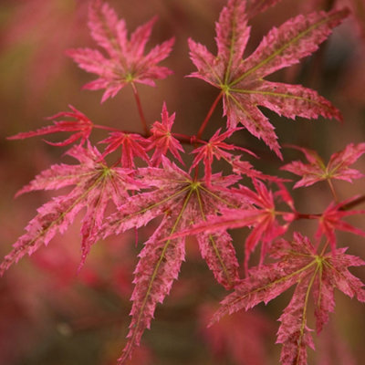 Acer Phoenix Garden Tree - Striking Red Foliage, Compact Size, Hardy ...
