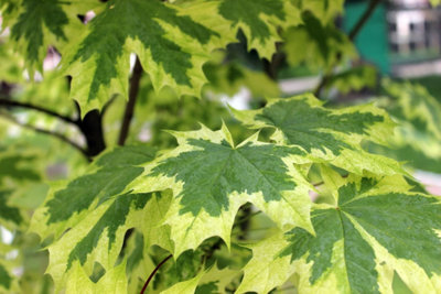 Buy Acer Platanoides Drummondii Maple Tree 5-6ft Supplied in a 7.5 ...