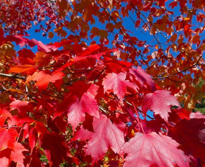 Acer Rubrum Fairview Flame Canadian Red Maple Tree 6ft Tall Supplied in ...