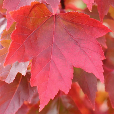 Acer rubrum Redpointe Tree - Stunning Red Foliage, Compact Size, Hardy ...
