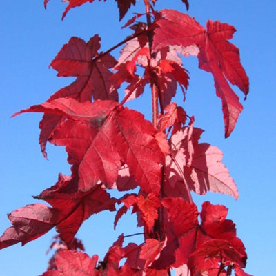 Acer rubrum Redpointe Tree - Stunning Red Foliage, Compact Size, Hardy ...