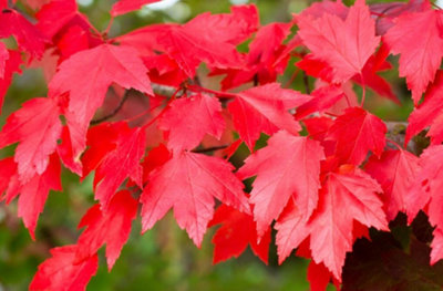 Acer Rubrum Sun Valley Tree 6ft Tall Supplied in a 12 Litre Pot by ...