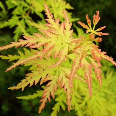 Acer Seiryu - Green Laceleaf Japanese Maple, Ornamental Tree (20-30cm ...