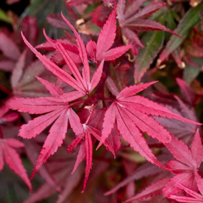 Acer Shaina - Dwarf Japanese Maple, Outdoor Plant, Ideal for Gardens ...