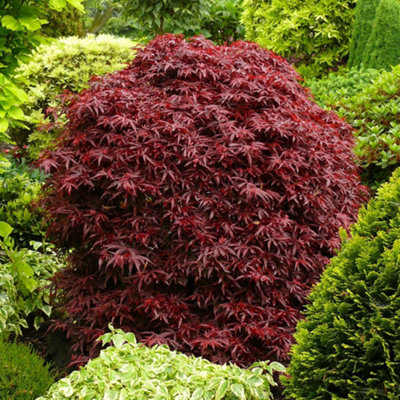 Acer Shaina - Dwarf Japanese Maple, Outdoor Plant, Ideal for Gardens ...