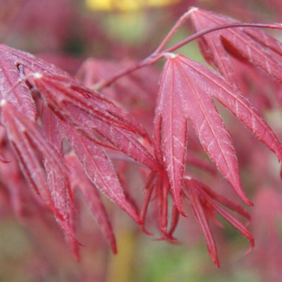 Acer Starfish 3 Litre Potted Plant x 1 at B&Q