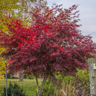 Acer Sumi Nagashi - Japanese Maple, Outdoor Plant, Ideal for Gardens ...