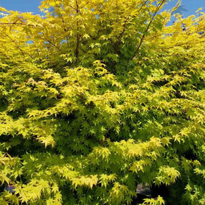 Acer Summer Gold - Golden Foliage, Outdoor Plant, Ideal for Gardens ...