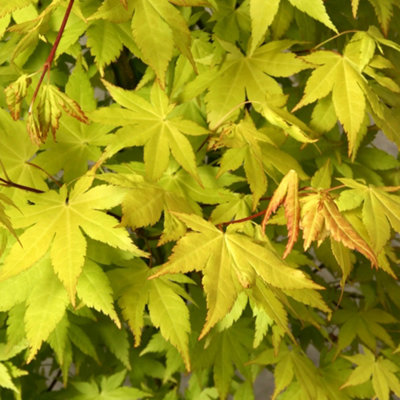 Acer Summer Gold - Golden Foliage, Outdoor Plant, Ideal for Gardens ...