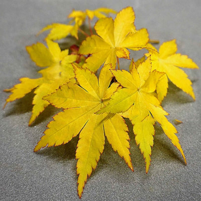 Acer Summer Gold - Golden Foliage, Outdoor Plant, Ideal for Gardens ...