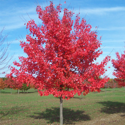 Acer Summer Red Tree - Vibrant Red Foliage, Compact Size, Hardy (5-6ft ...