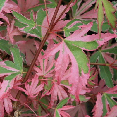 Acer Taylor - Japanese Maple, Outdoor Plant, Ideal for Gardens, Compact ...