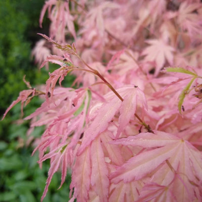 Acer Taylor - Japanese Maple, Outdoor Plant, Ideal for Gardens, Compact ...
