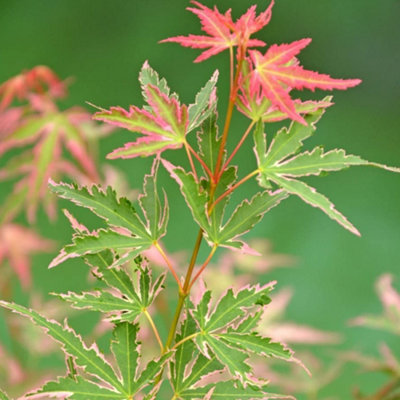 Acer Taylor - Japanese Maple, Outdoor Plant, Ideal for Gardens, Compact ...