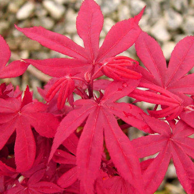 Acer Twombly's Red Sentinel - Japanese Maple, Outdoor Plant, Ideal for ...
