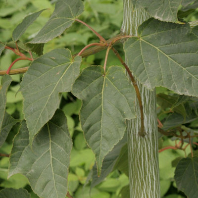 Acer Viper Tree - Distinctive Tree Bark, Compact Size, Hardy (5-6ft)