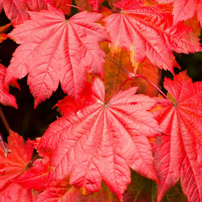 Acer Vitifolium - Japanese Maple, Stunning Foliage, Low Maintenance ...
