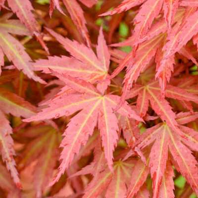 Acer Wilson's Pink Dwarf - Pink Foliage, Outdoor Plant, Ideal for ...
