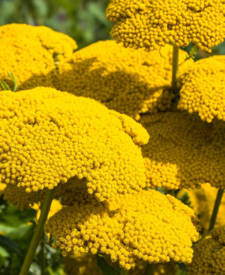 Achillea Cloth Of Gold - Stunning Late Flowering Perennial, A Magnet ...