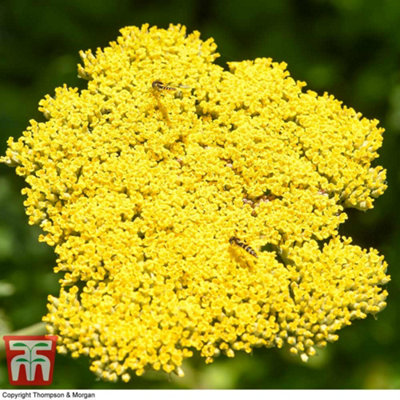 Achillea filipendulina Cloth of Gold 1 Litre Potted Plant x 2