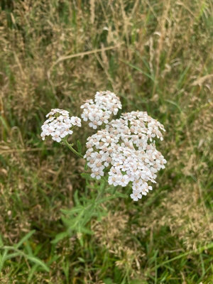 Achillea millefolium Common yarrow 5 Plug Plants Wildflower