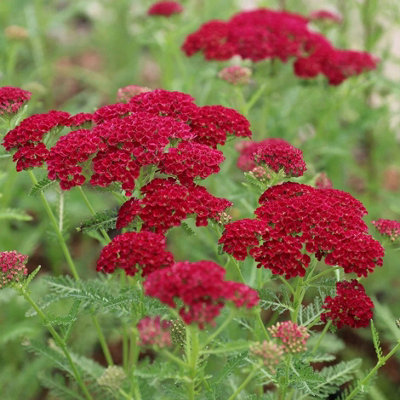 Achillea Millefolium Pomegranate Yarrow 9cm Pot Perennial Plant